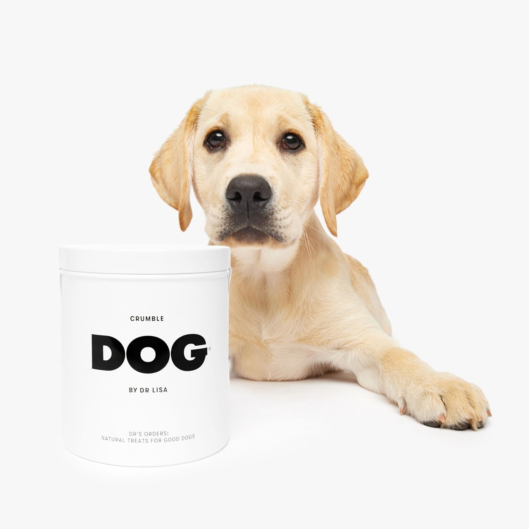 Dog By Dr Lisa