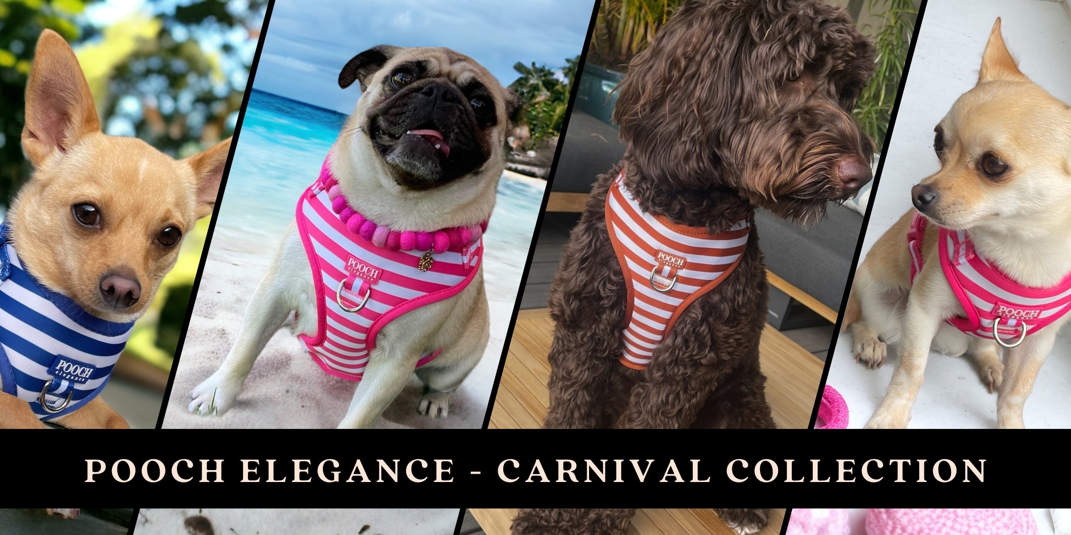 Pooch Luxury