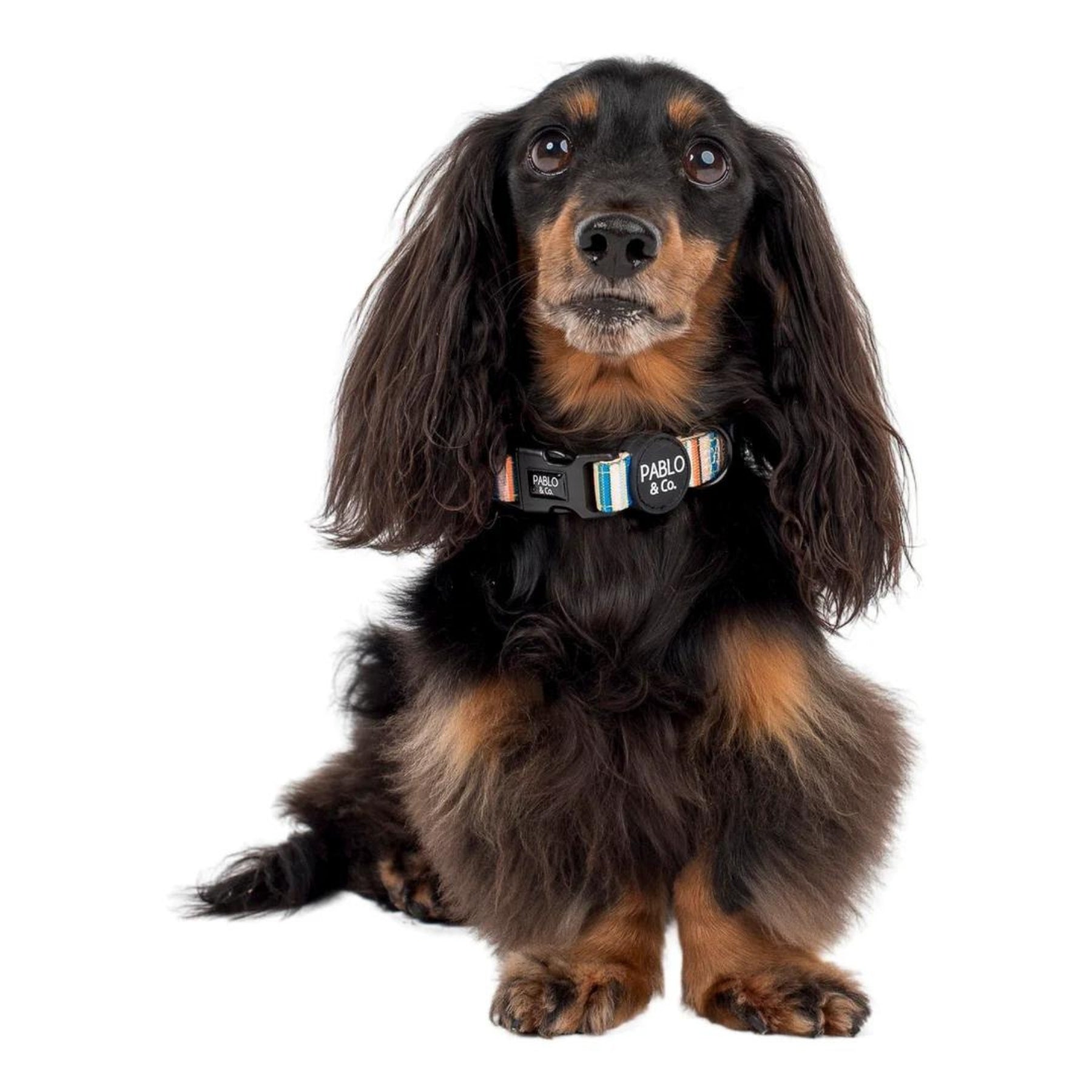 The Cabana Dog Collar - Pooch Luxury