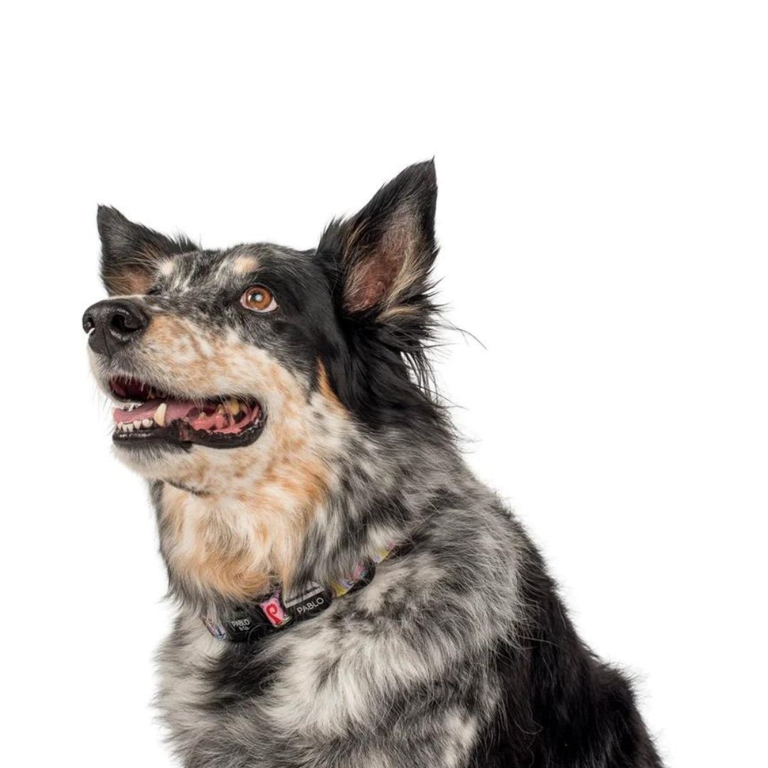 Gary Dog Collar - Pooch Luxury