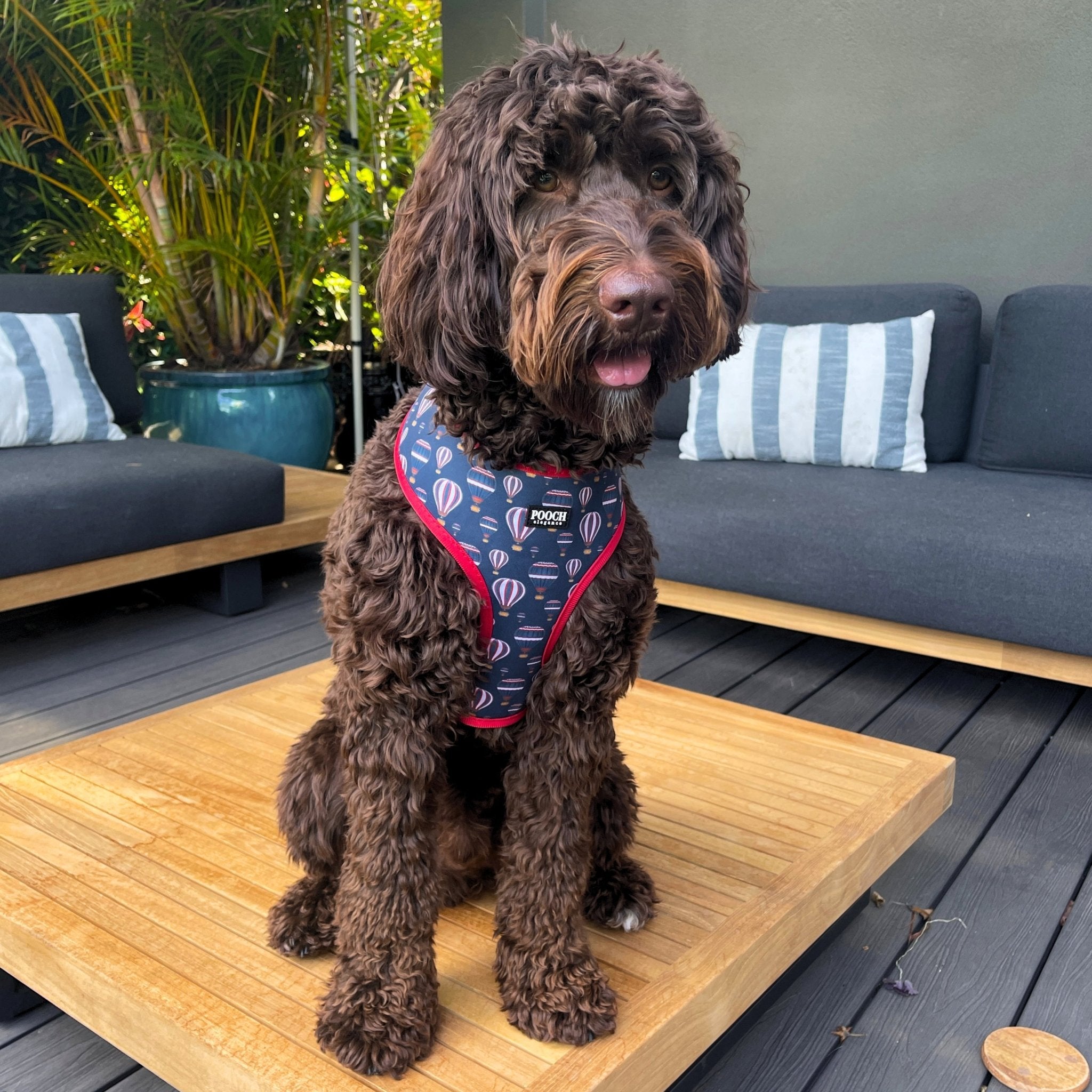 Midnight Balloons Reversible Dog Harness - Pooch Luxury