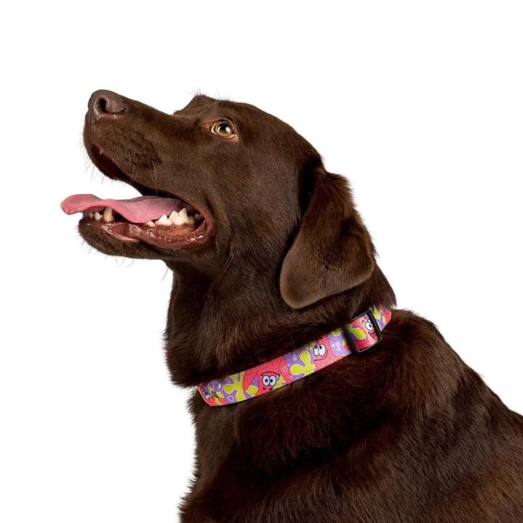 Patrick Dog Collar - Pooch Luxury