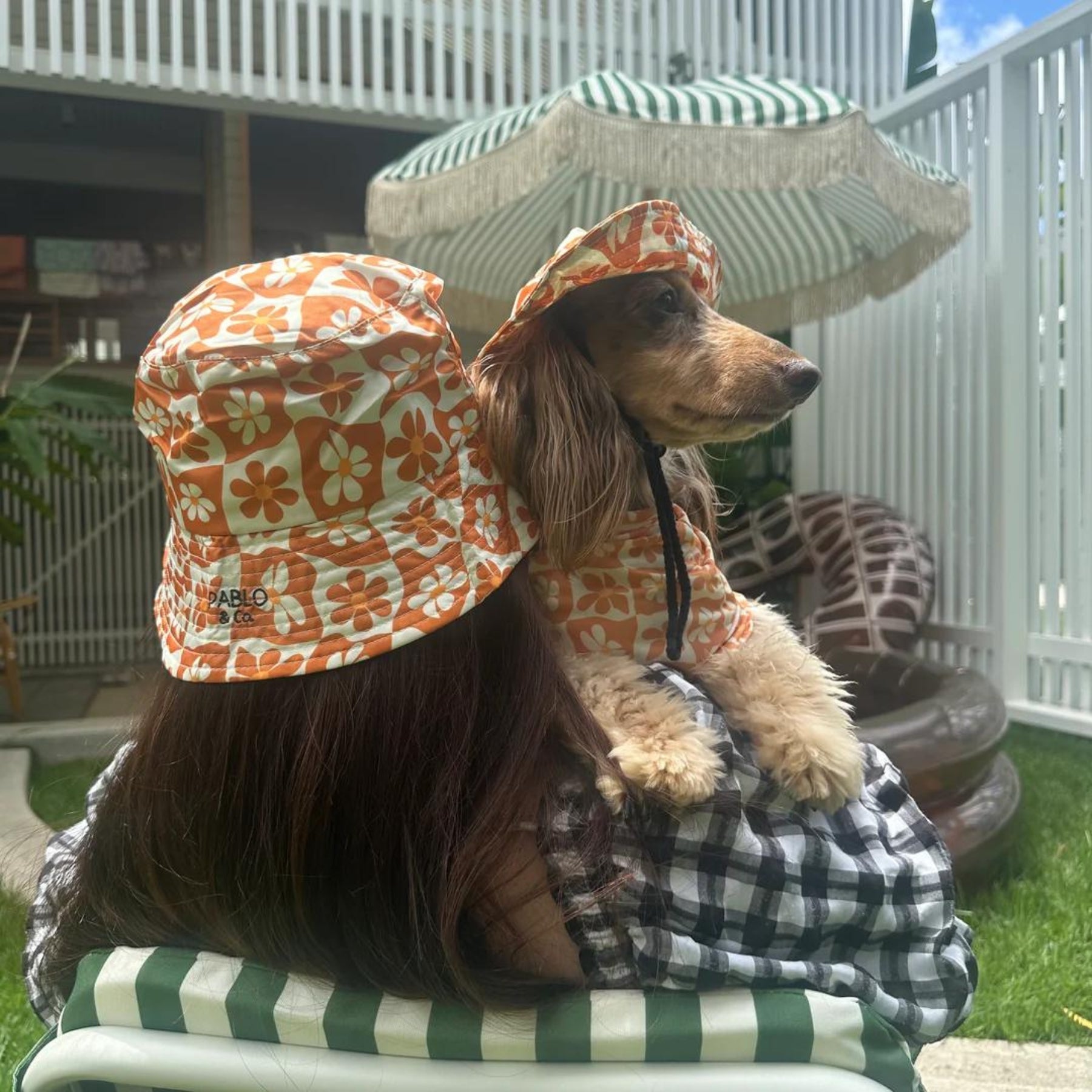 Retro Dazie Human Bucket Hat - Pooch Luxury